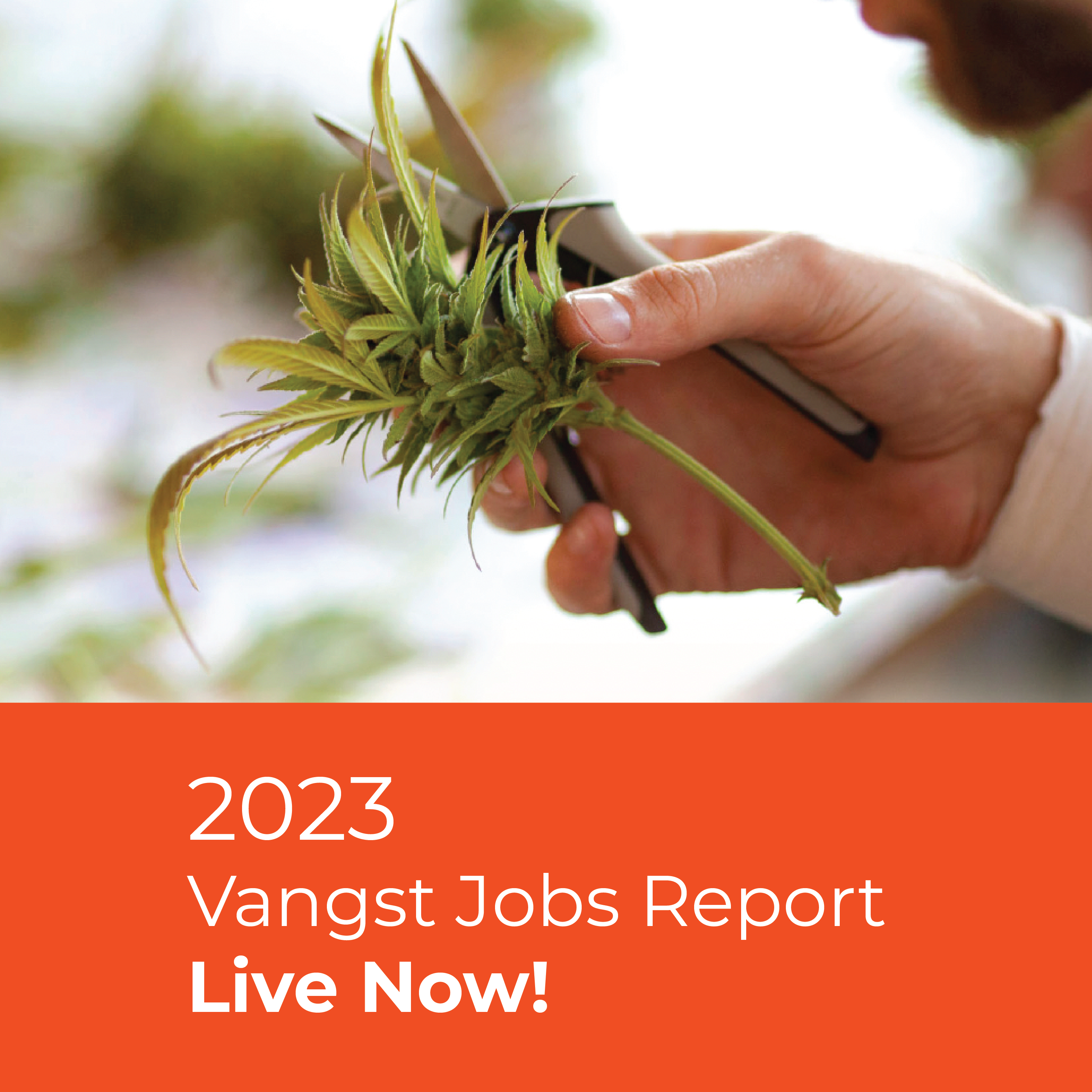 Live Now: The Vangst 2023 Cannabis Jobs Report